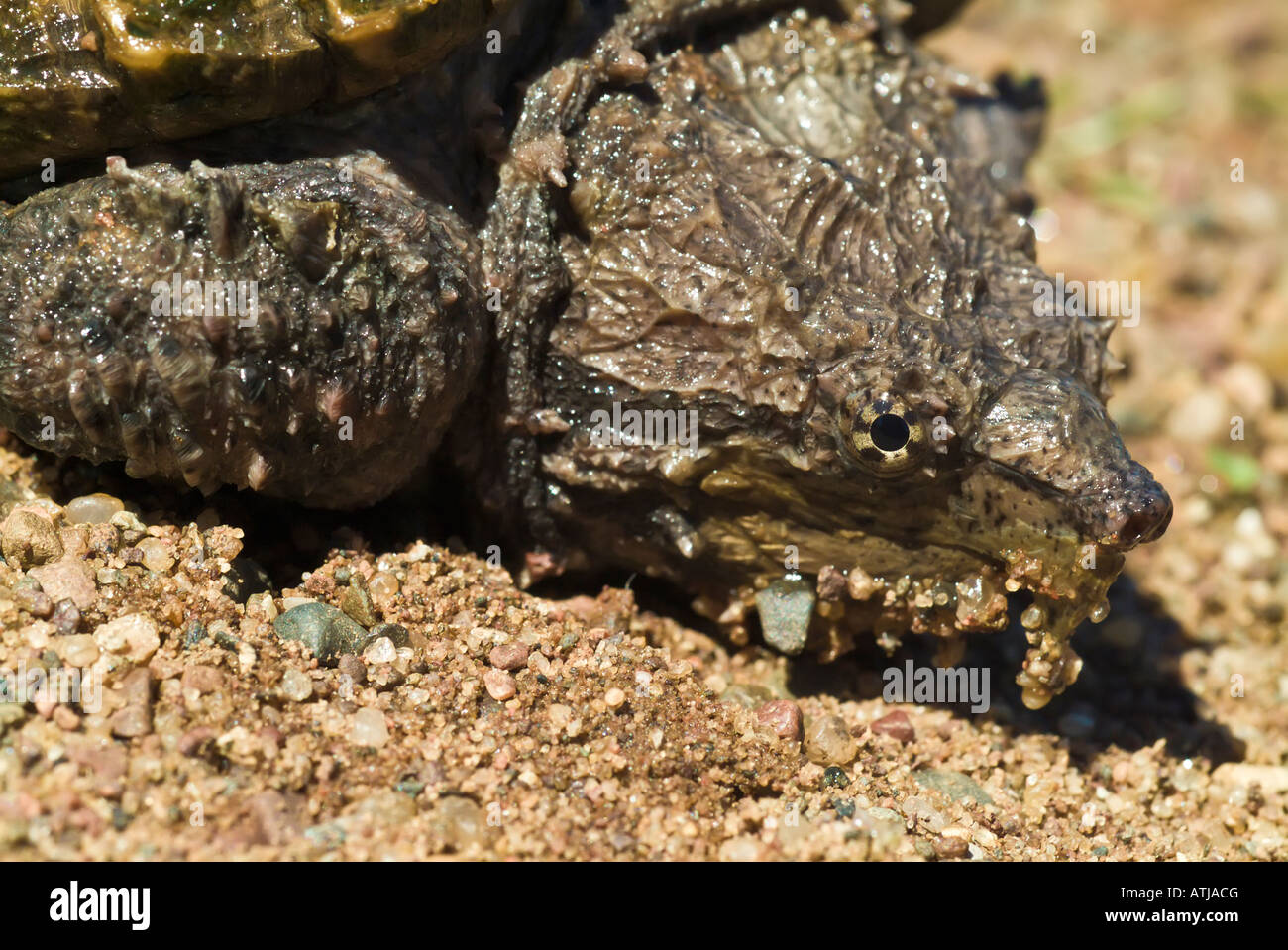 Alligator snapping turtle, Macrochemys temminckii, native to southern ...