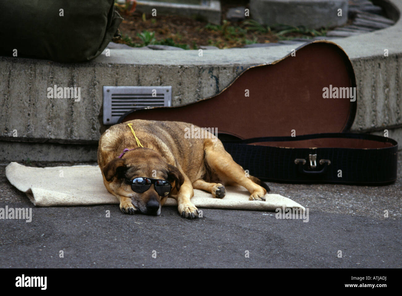 Busker with dog hi-res stock photography and images - Alamy
