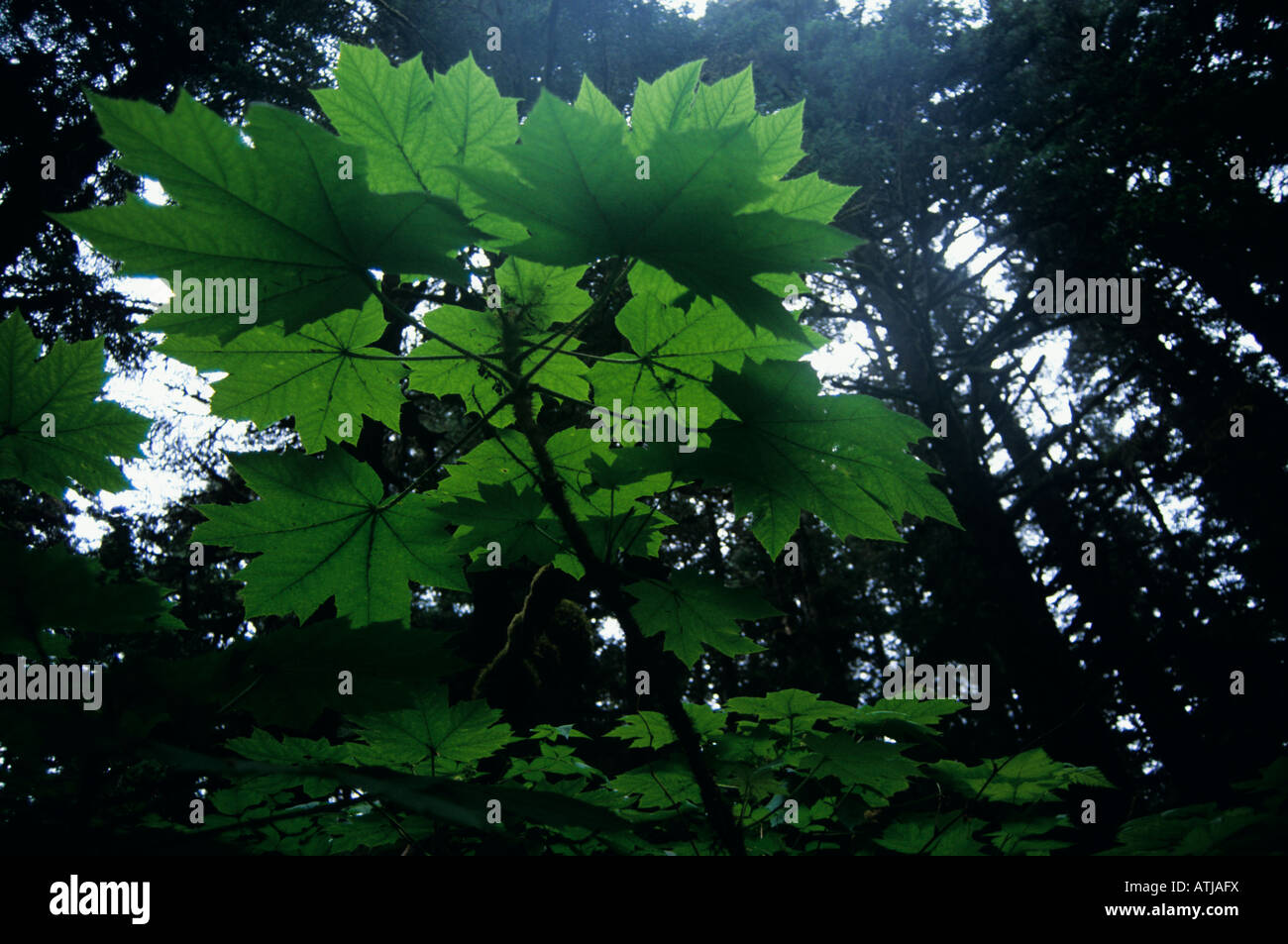 Maple leaf in dense forest, Kodiak Alaska Stock Photo - Alamy
