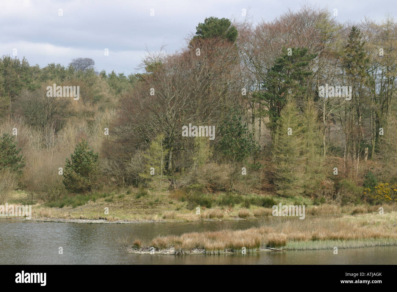 woods tarn reservoir bank trees sloping bank Stock Photo - Alamy