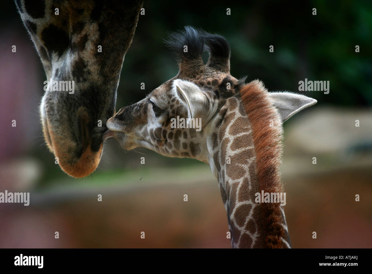 A mother and baby giraffe nuzzle together Stock Photo - Alamy