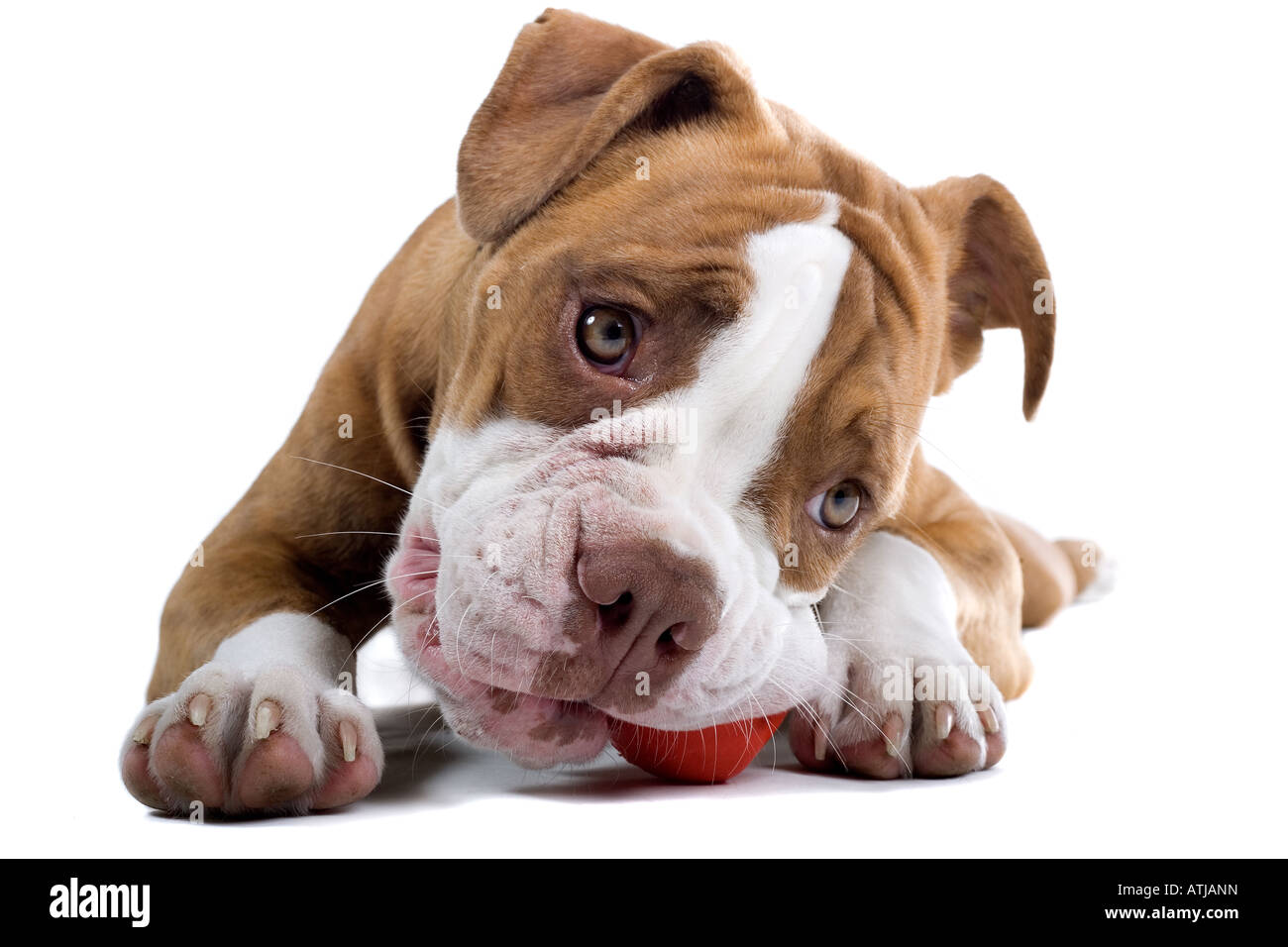 Renaissance Bulldog dog isolated on a white background playing with a ...