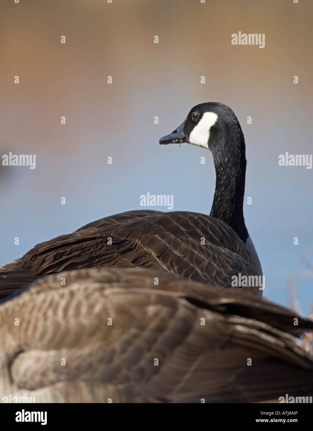 Canada goose art hi-res stock photography and images - Alamy