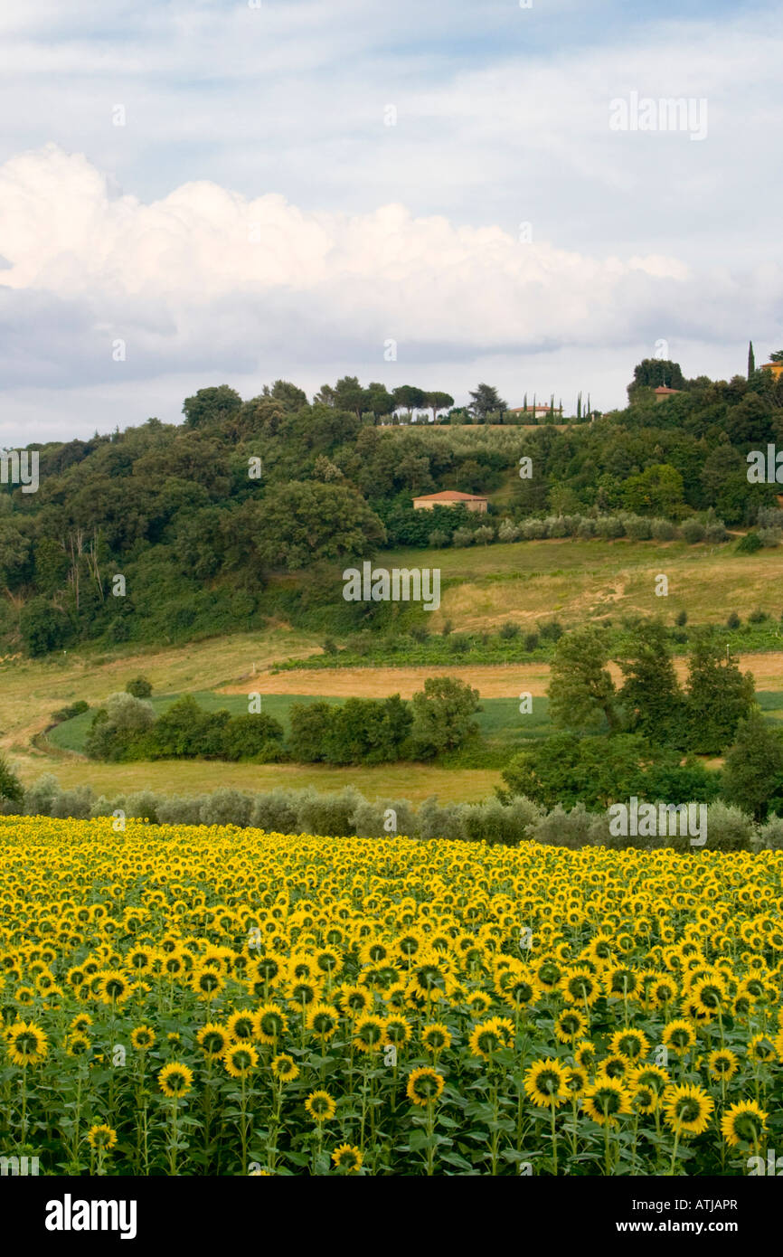 Field of Sunflowers in Tuscany Italy Stock Photo - Alamy