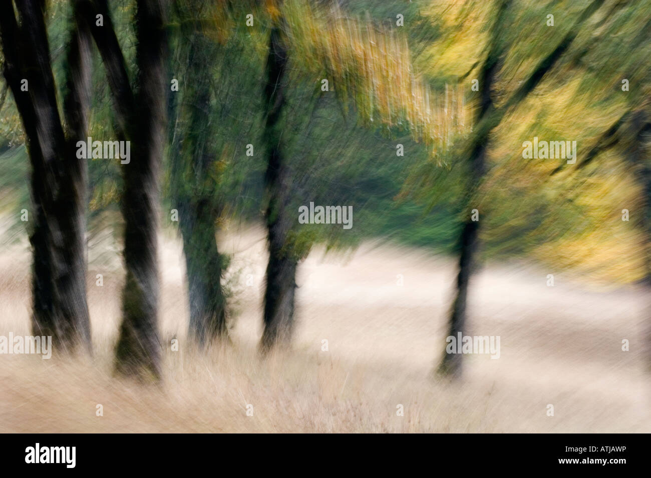 Grove of trees Stock Photo - Alamy