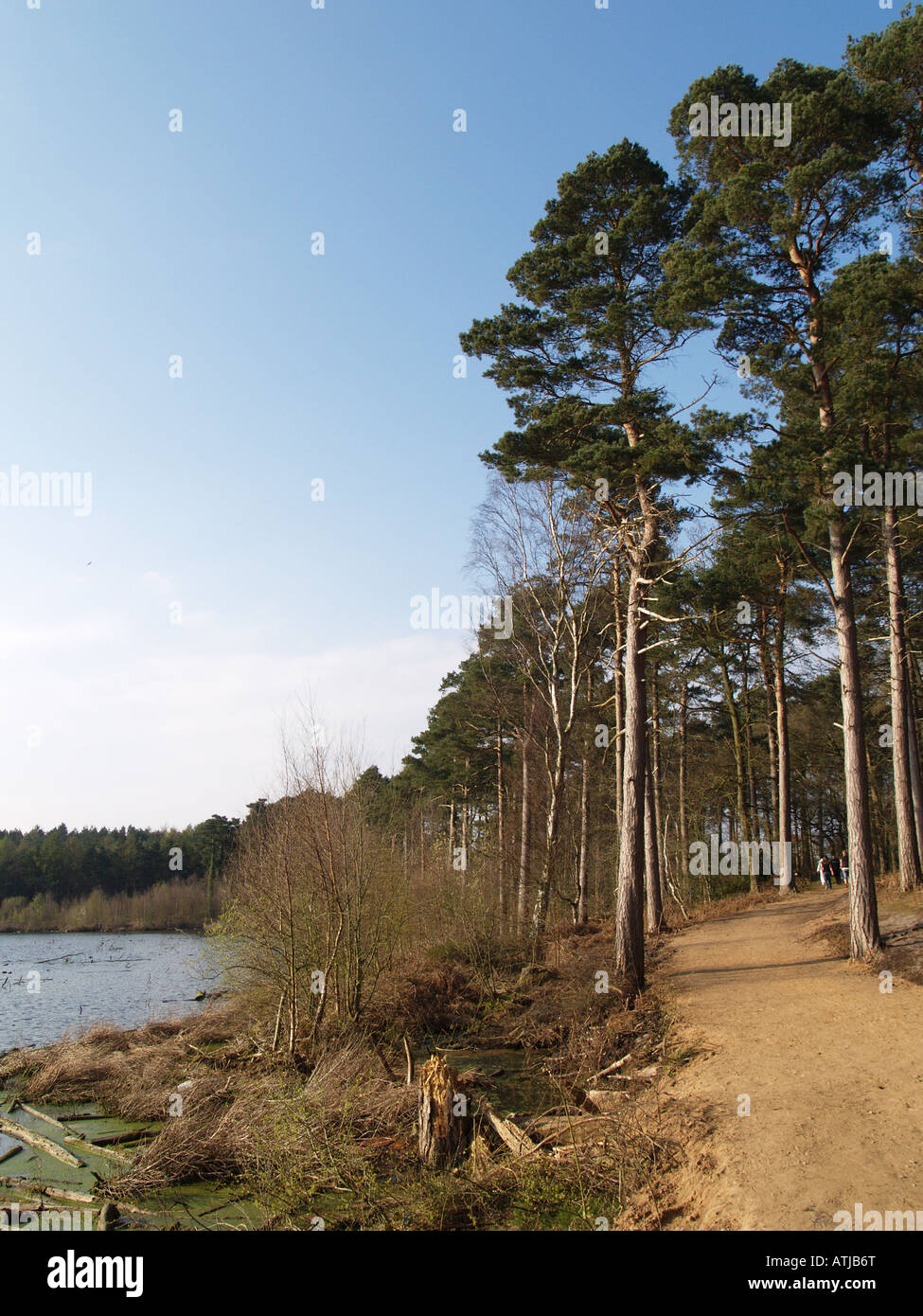 woods tarn lake bank trees sloping bank blue sky Stock Photo - Alamy