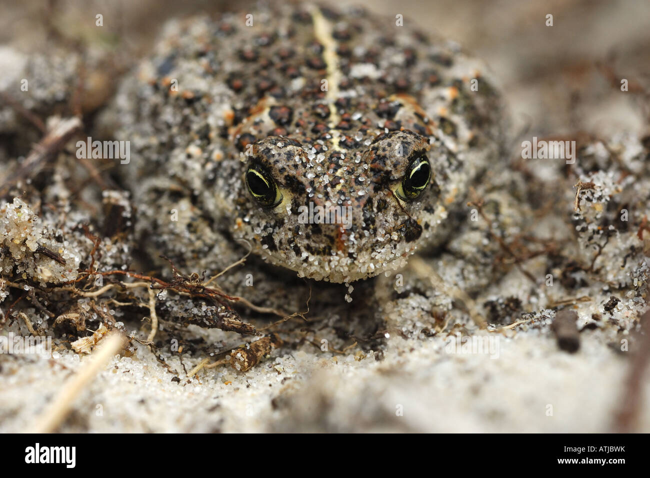 toad frog rospo calamita Bufo calamita anuri anfibi Texel isole Frisone ...