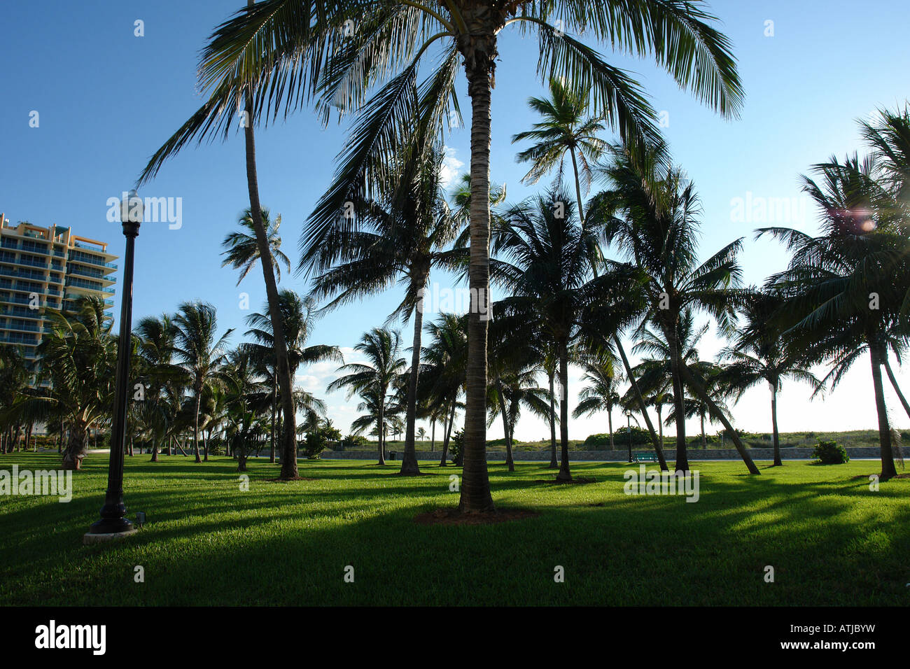 Palm trees at Miami Beach, Florida Stock Photo - Alamy
