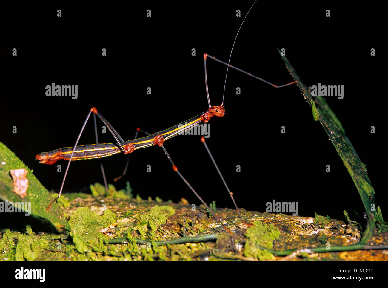 Brightly colored Amazon fire stickAmazon rainforest Peru Stock Photo ...
