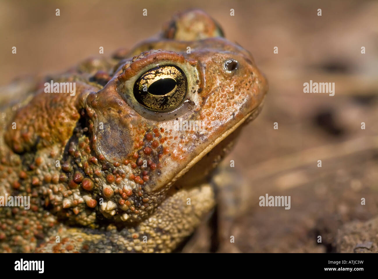 American toad bufo americanus native hi-res stock photography and ...
