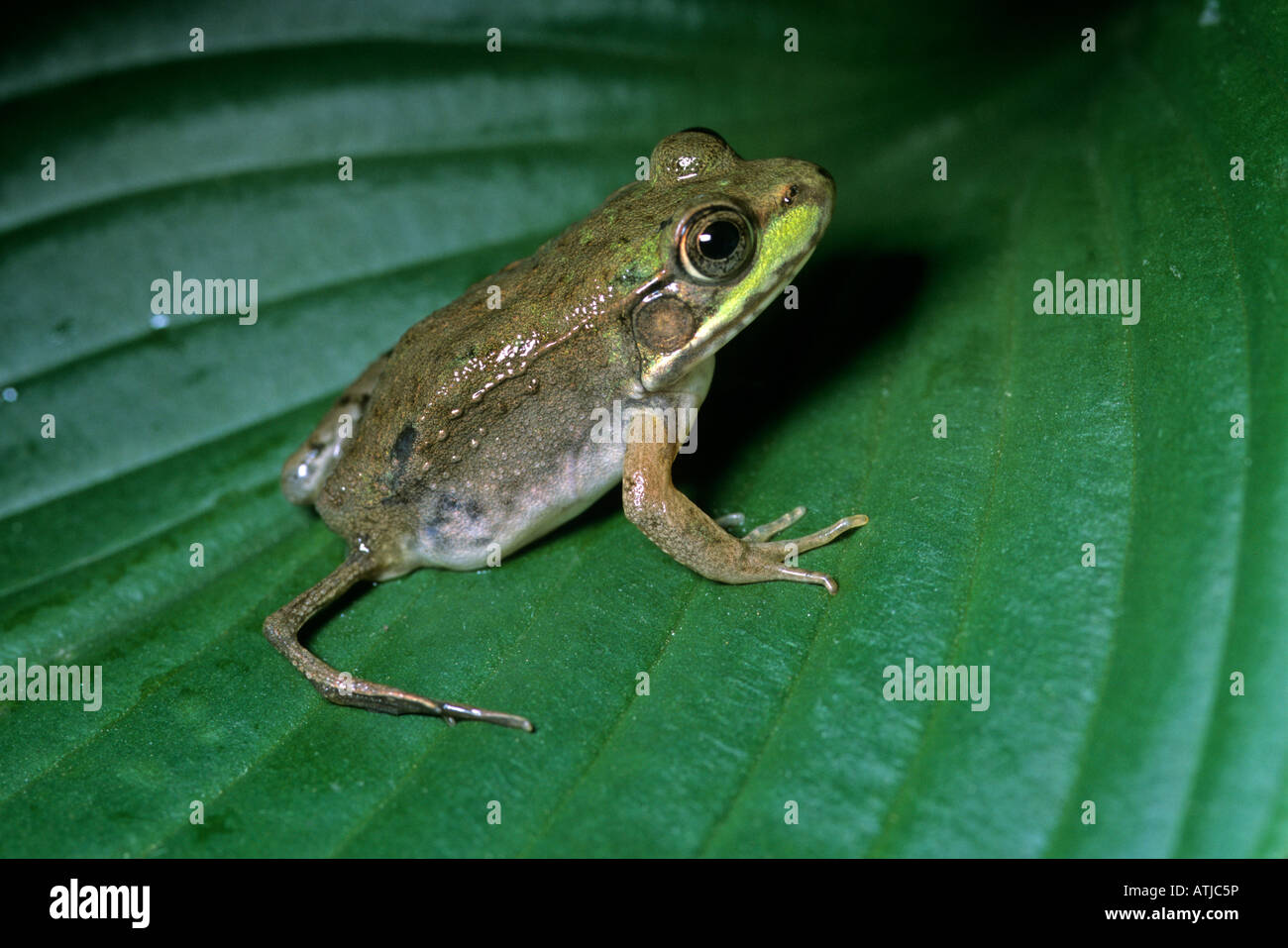 Deformed frogs hi-res stock photography and images - Alamy