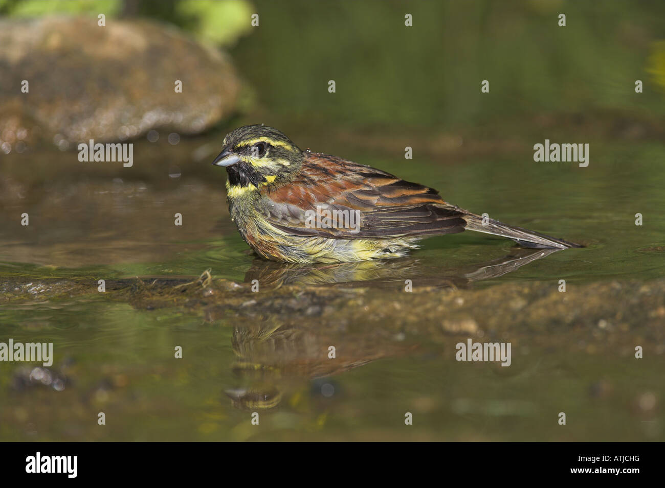 Cirl bunting emberiza cirlus male hi-res stock photography and images ...