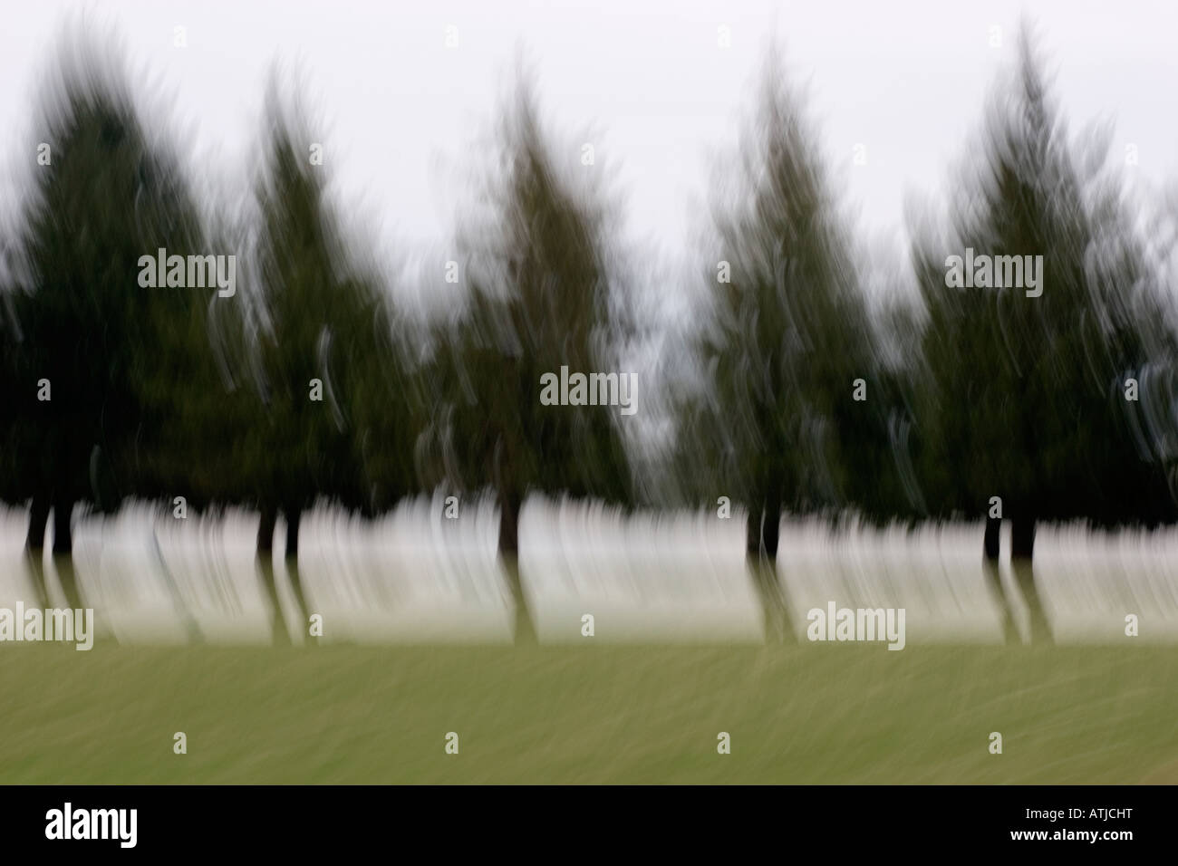 Row of pine trees Stock Photo - Alamy