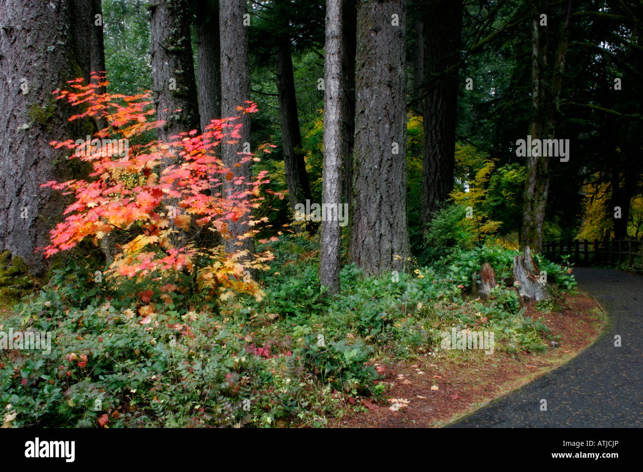 Fall color in Silver Falls State Park Oregon Stock Photo - Alamy