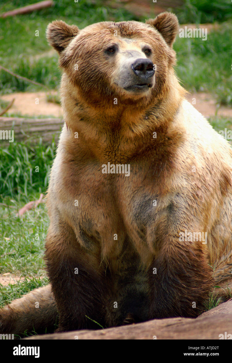 Smiling Grizzly Bear