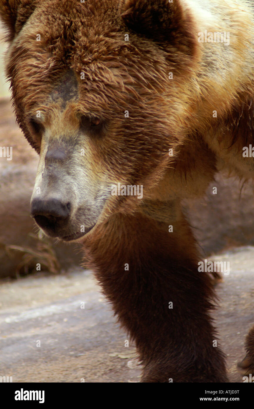 Grizzly bear walking Stock Photo - Alamy