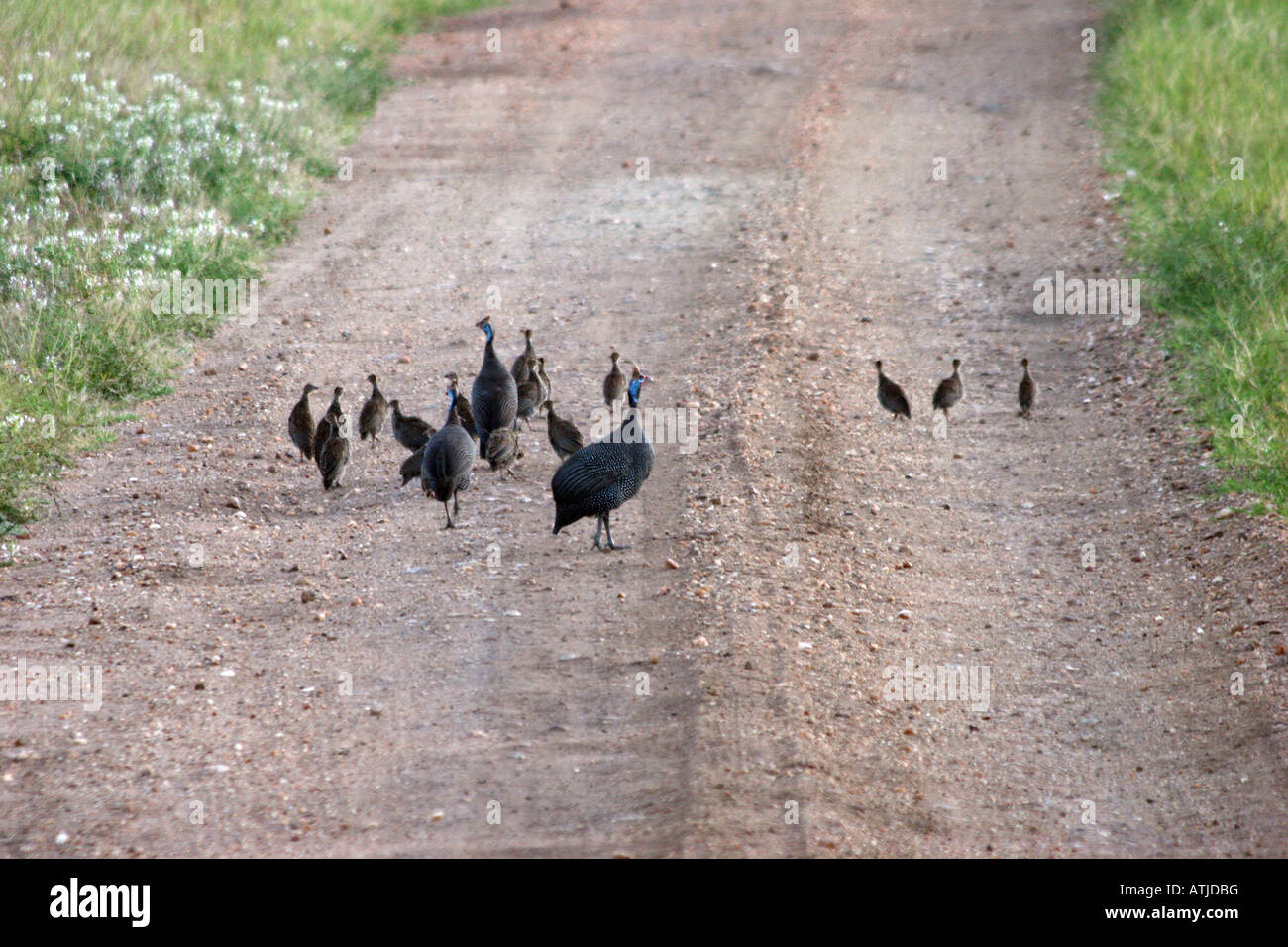 Helmeted guinea fowl flock hi-res stock photography and images - Alamy