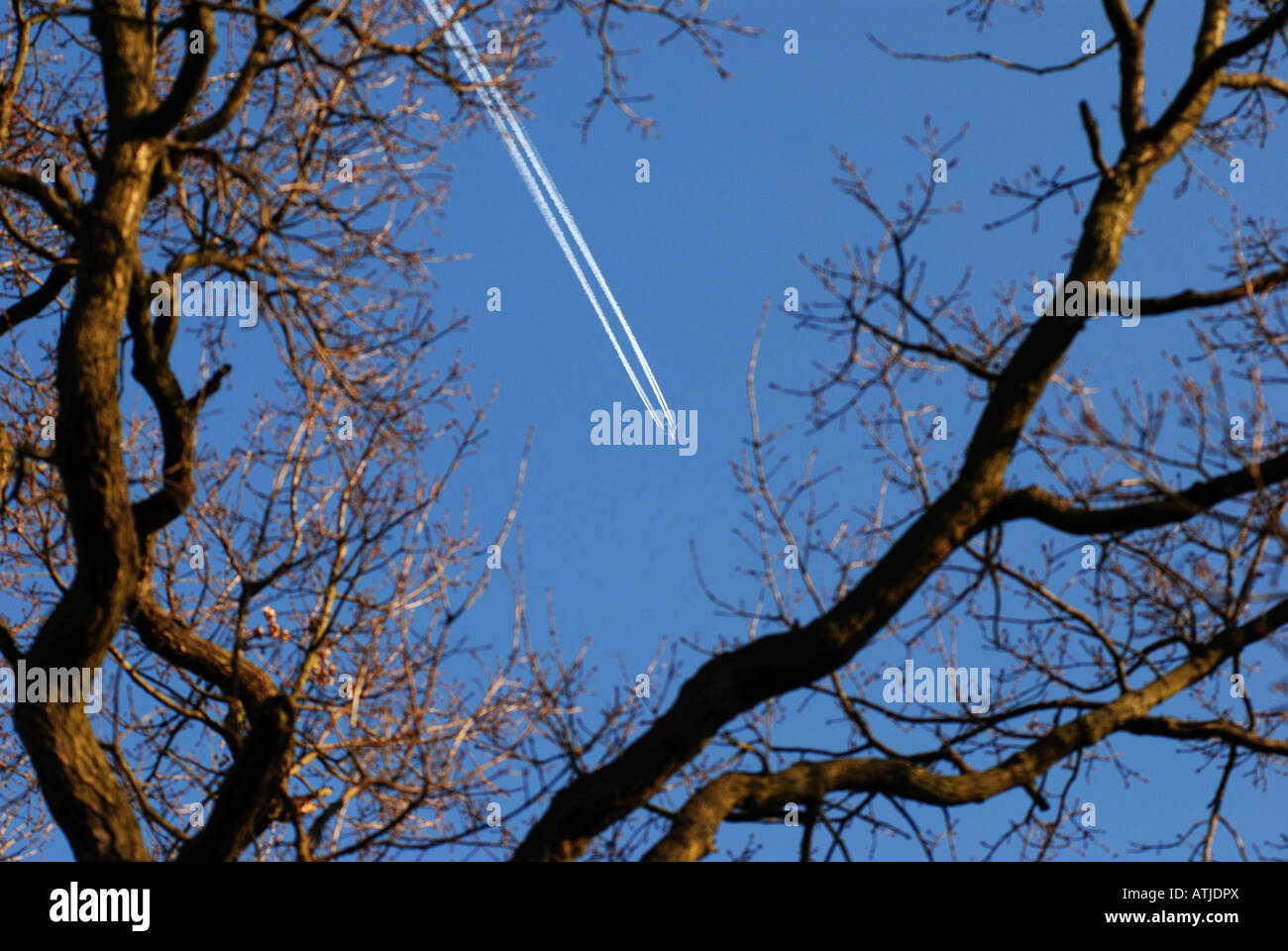 Jet aircraft with trail seen through tree in winter, UK Stock Photo - Alamy