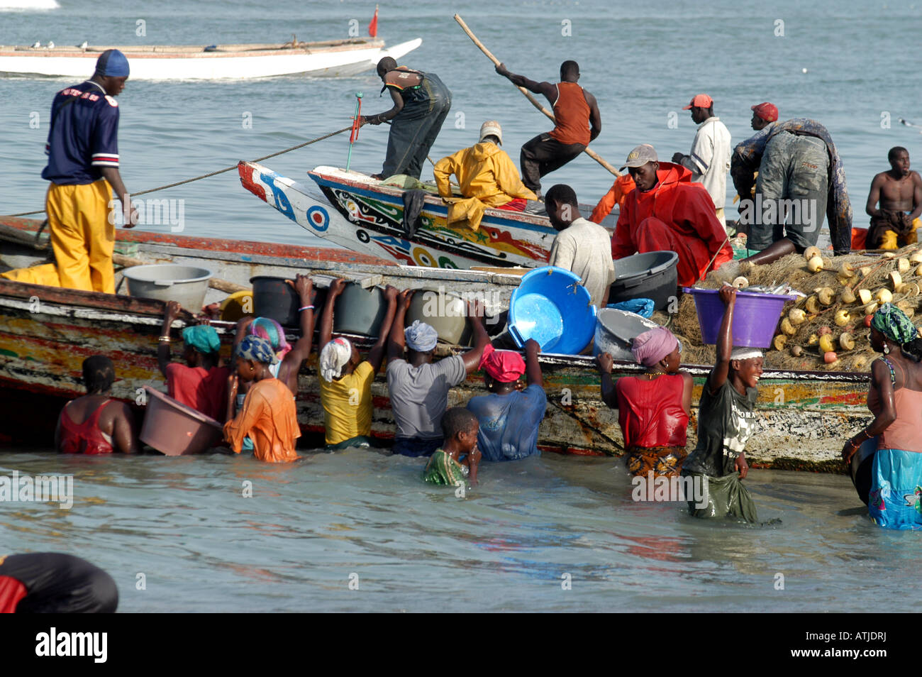 WOMAN UNLOADING THE CATCH IN TANJI. A FISHING VILLAGE IN THE GAMBIA ...