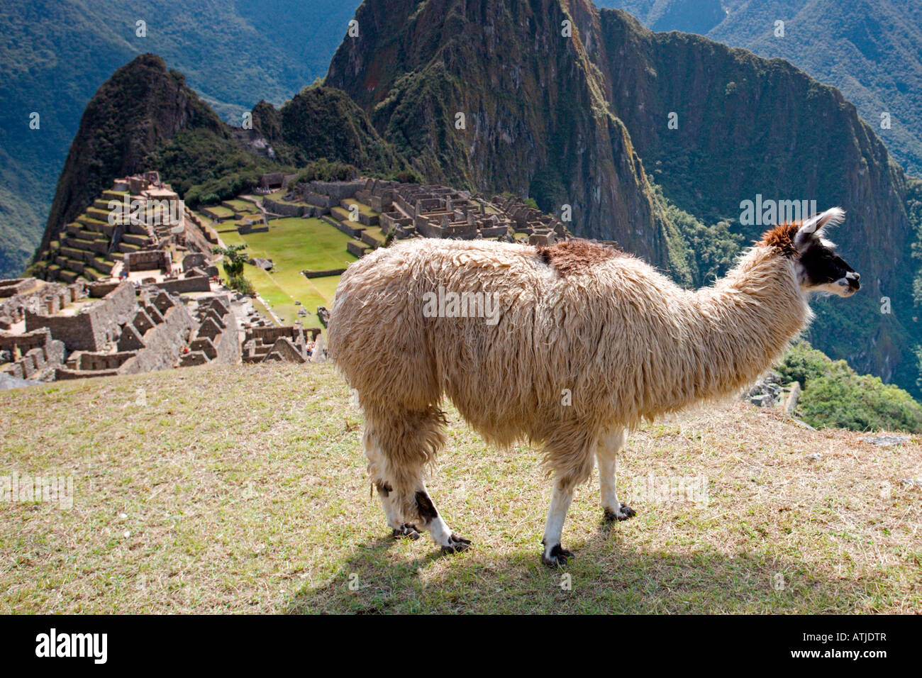 Inca Trail: Machu Picchu: Lama Stock Photo - Alamy