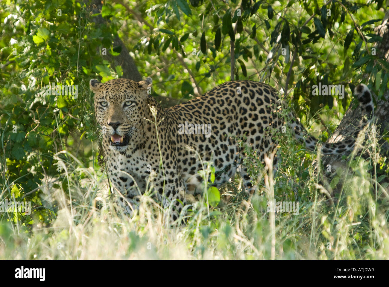 Leopard Standing High Resolution Stock Photography and Images - Alamy