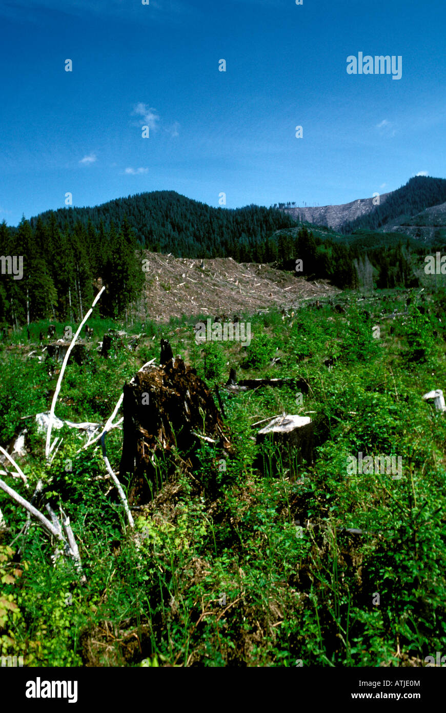 Olympic national forest cutting trees hi-res stock photography and ...