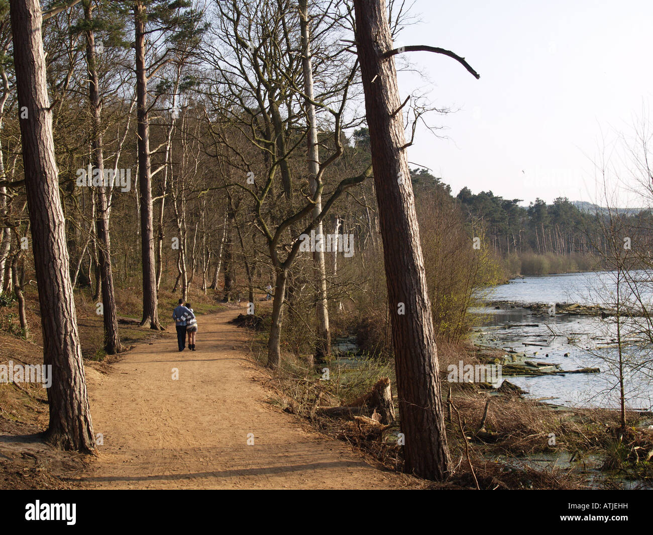 woods tarn lake bank trees sloping bank path Stock Photo - Alamy