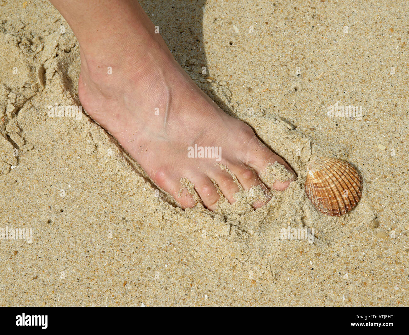 shell beneath a foot in sand on a beach Stock Photo - Alamy