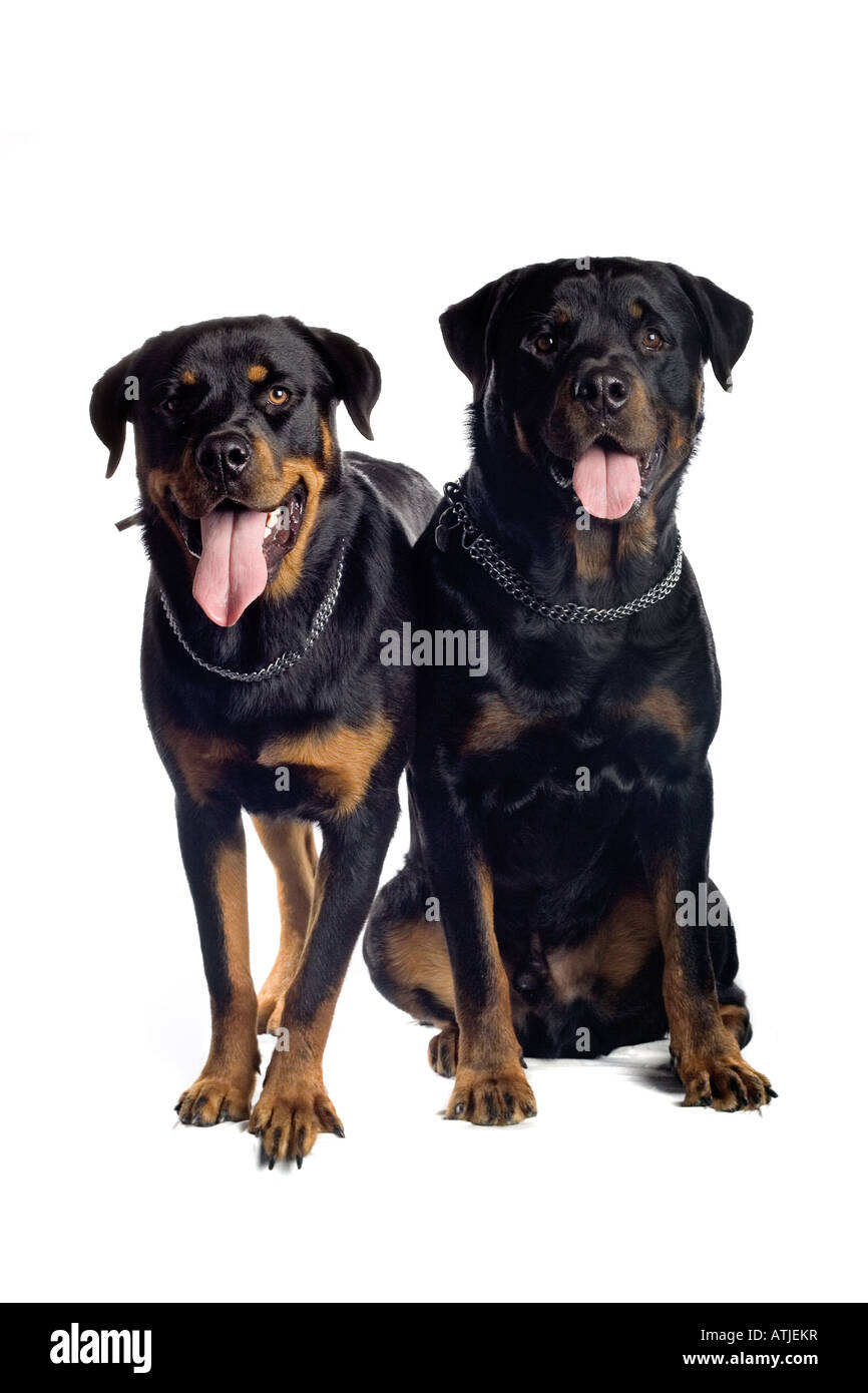 two rottweiler dogs isolated on white background Stock Photo - Alamy