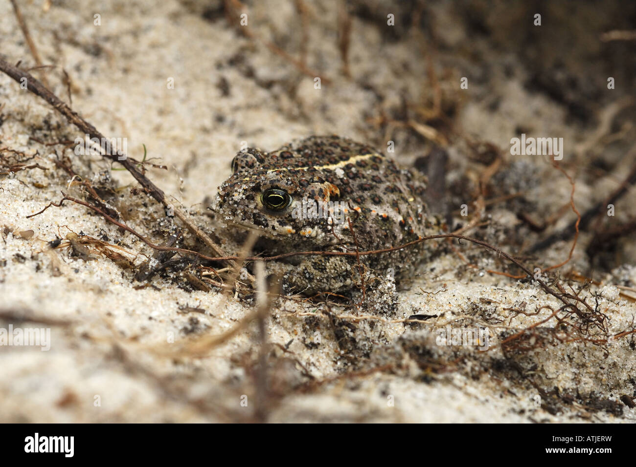 toad frog rospo calamita Bufo calamita anuri anfibi Texel isole Frisone ...