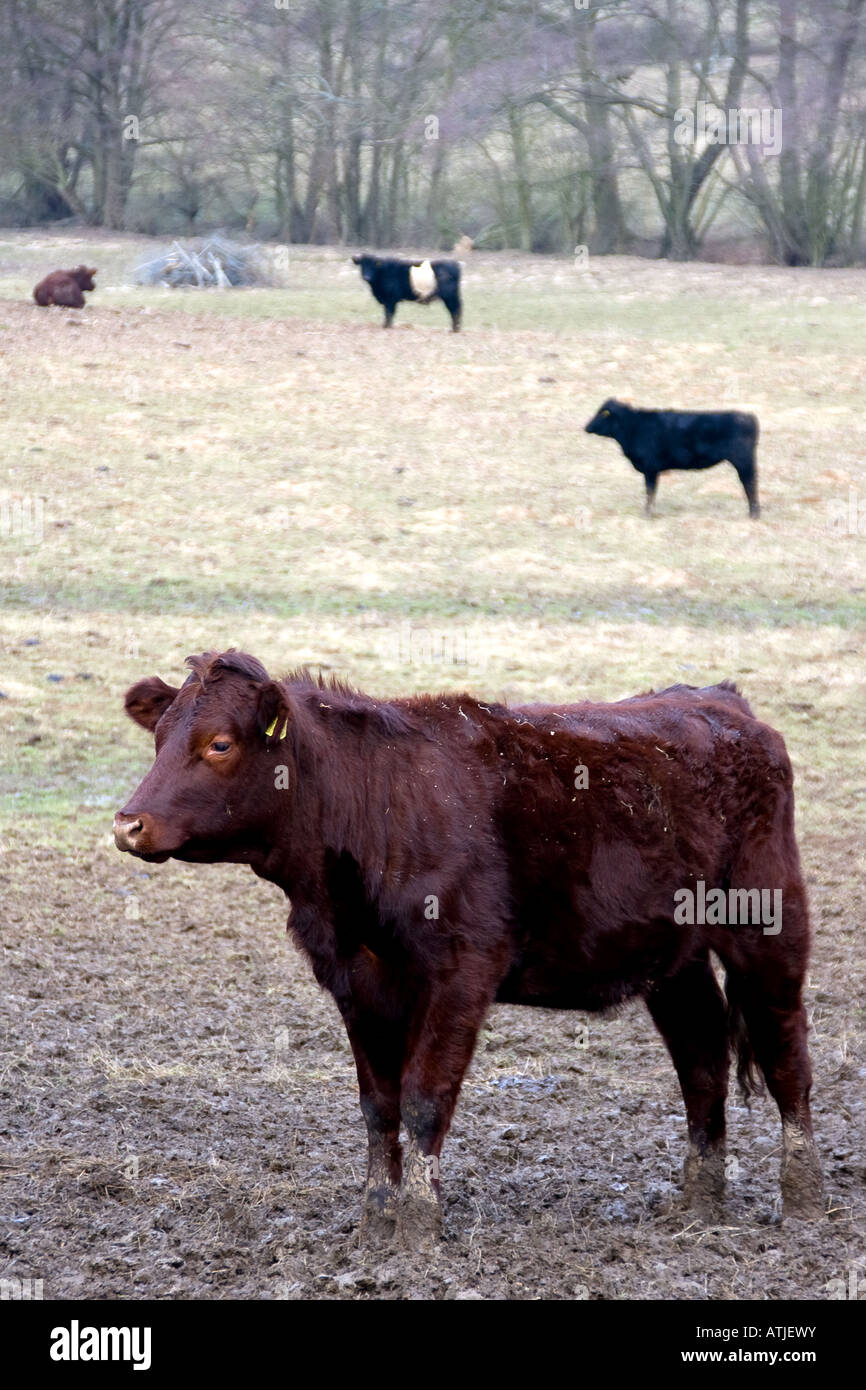 brown cow in field, with others Stock Photo - Alamy