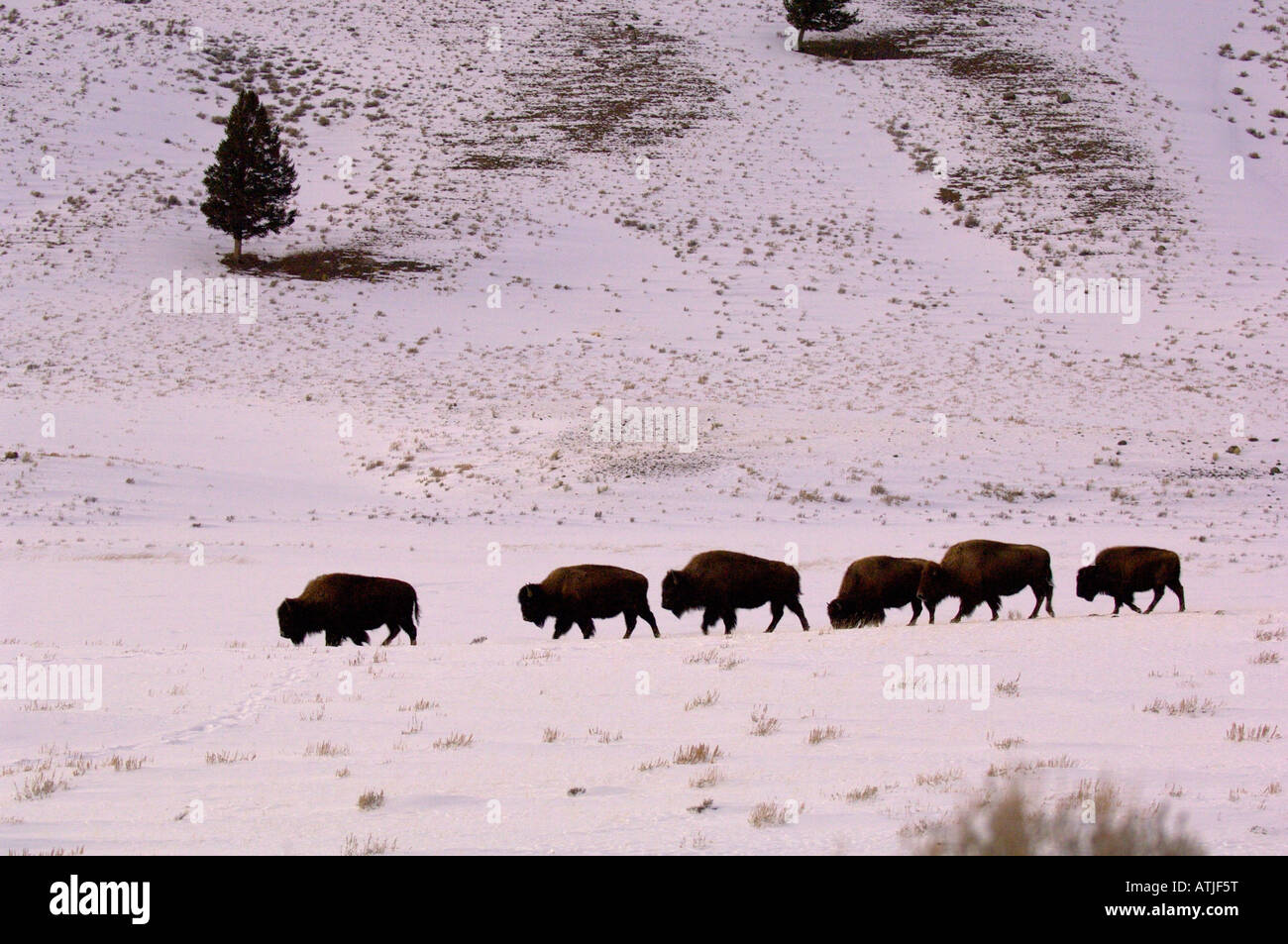 American Buffalo OR Bison, Bison bison, migrating In snow. Photographed ...