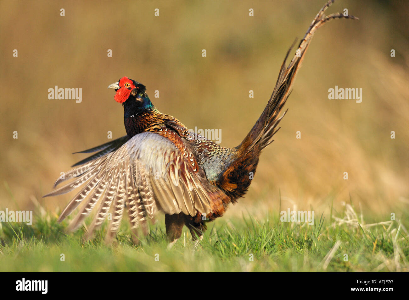 A displaying cock pheasant Stock Photo - Alamy