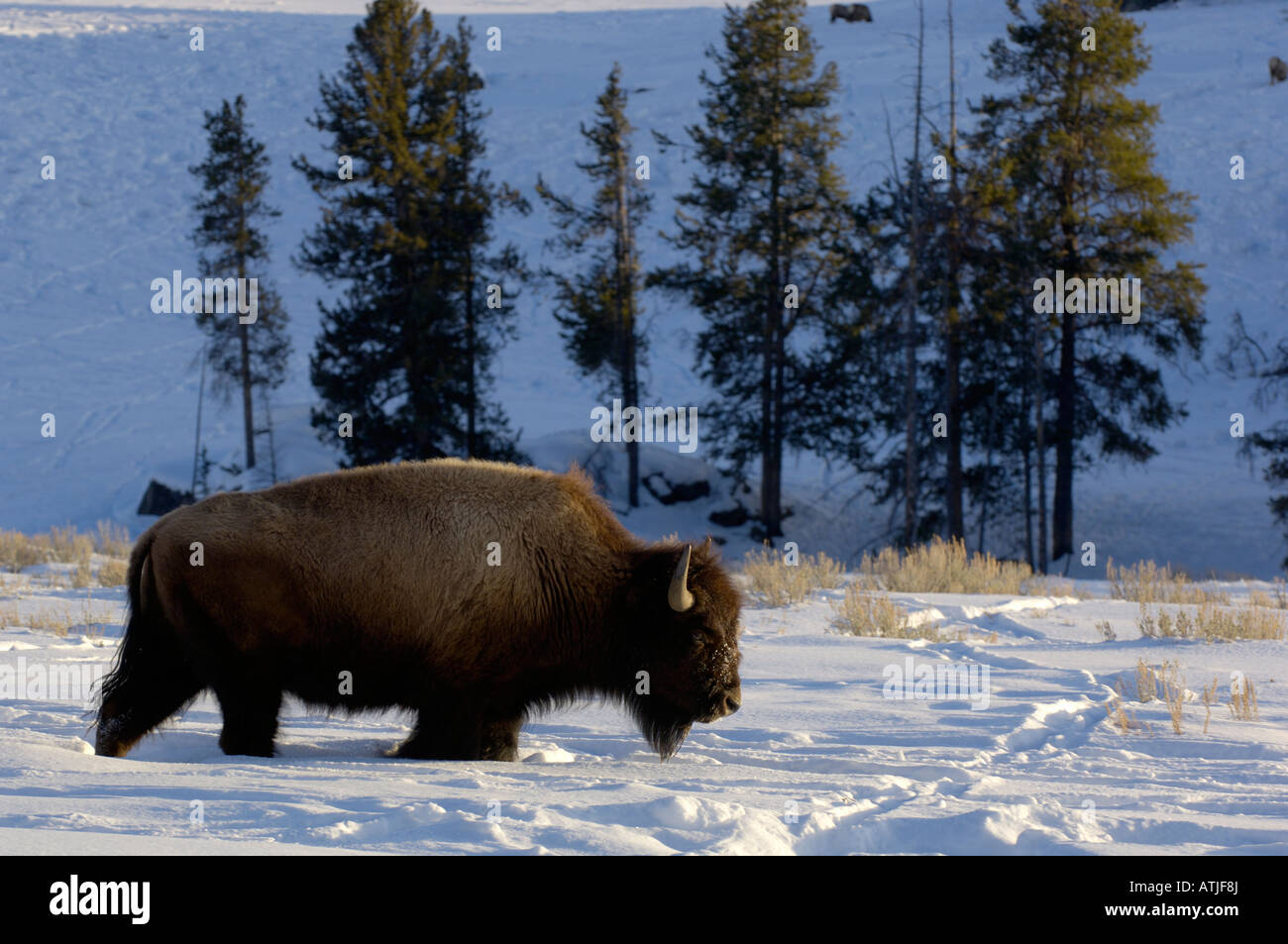 American Buffalo OR Bison, Bison bison In snow, Photographed in ...