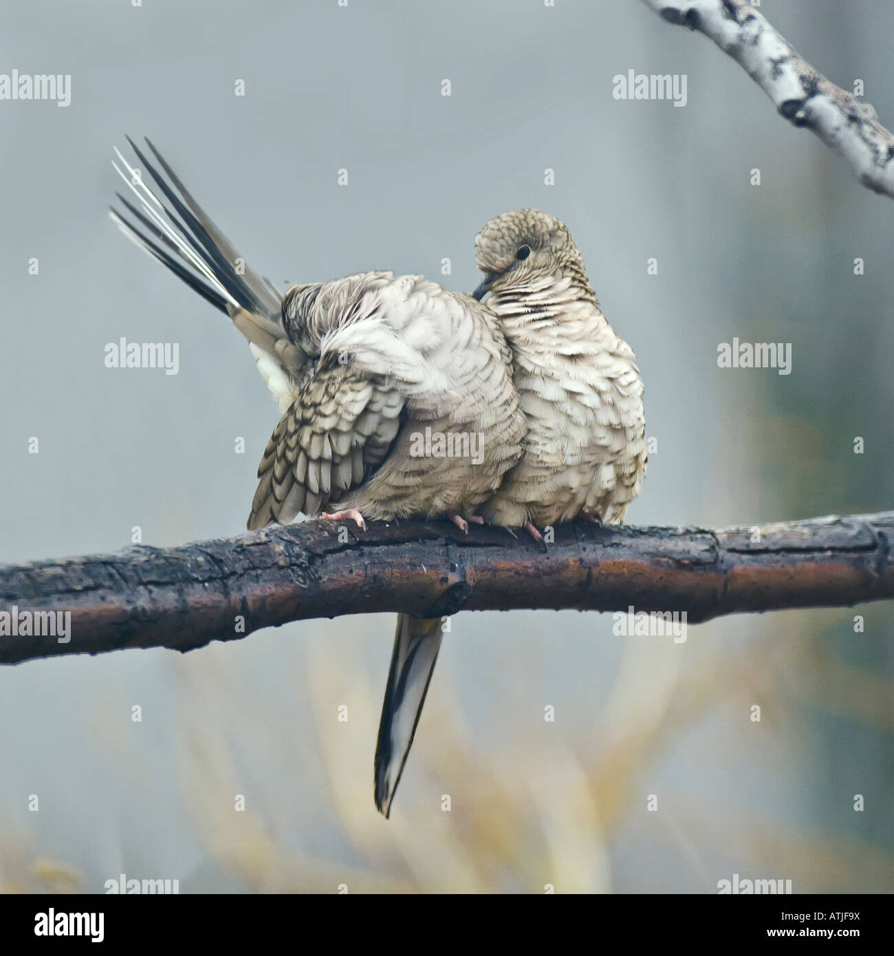 Two Inca Doves cuddling together for warmth on a rainy day. Stock ...