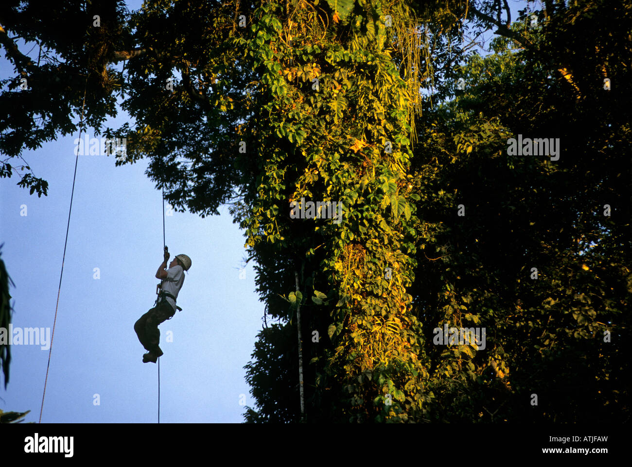 High school student climbing in rainforest canopy Stock Photo - Alamy
