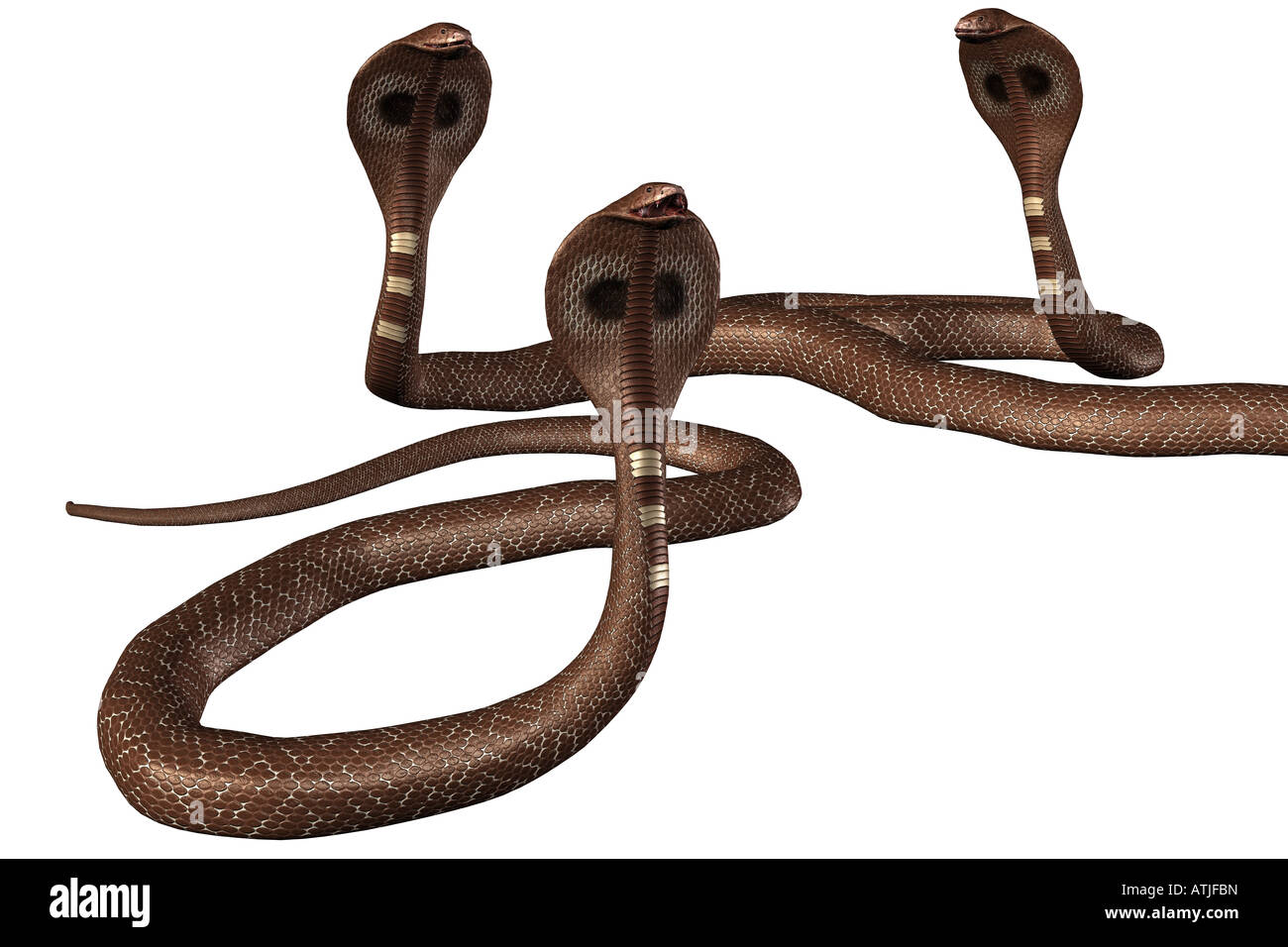 Group of brown Cobra snakes on white background Stock Photo - Alamy