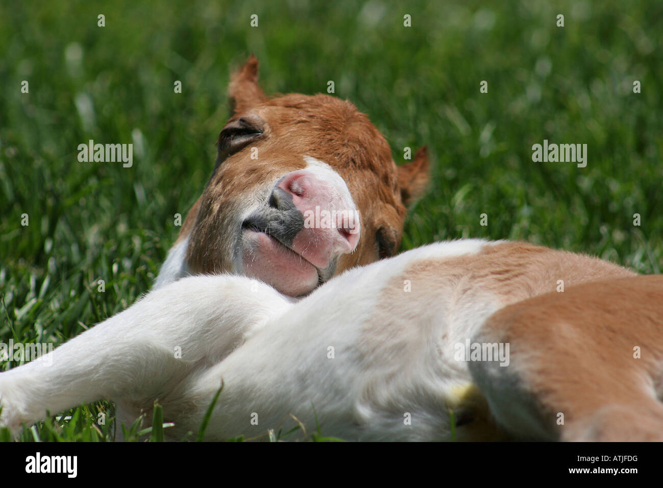 Miniature dwarf horse hi-res stock photography and images - Alamy