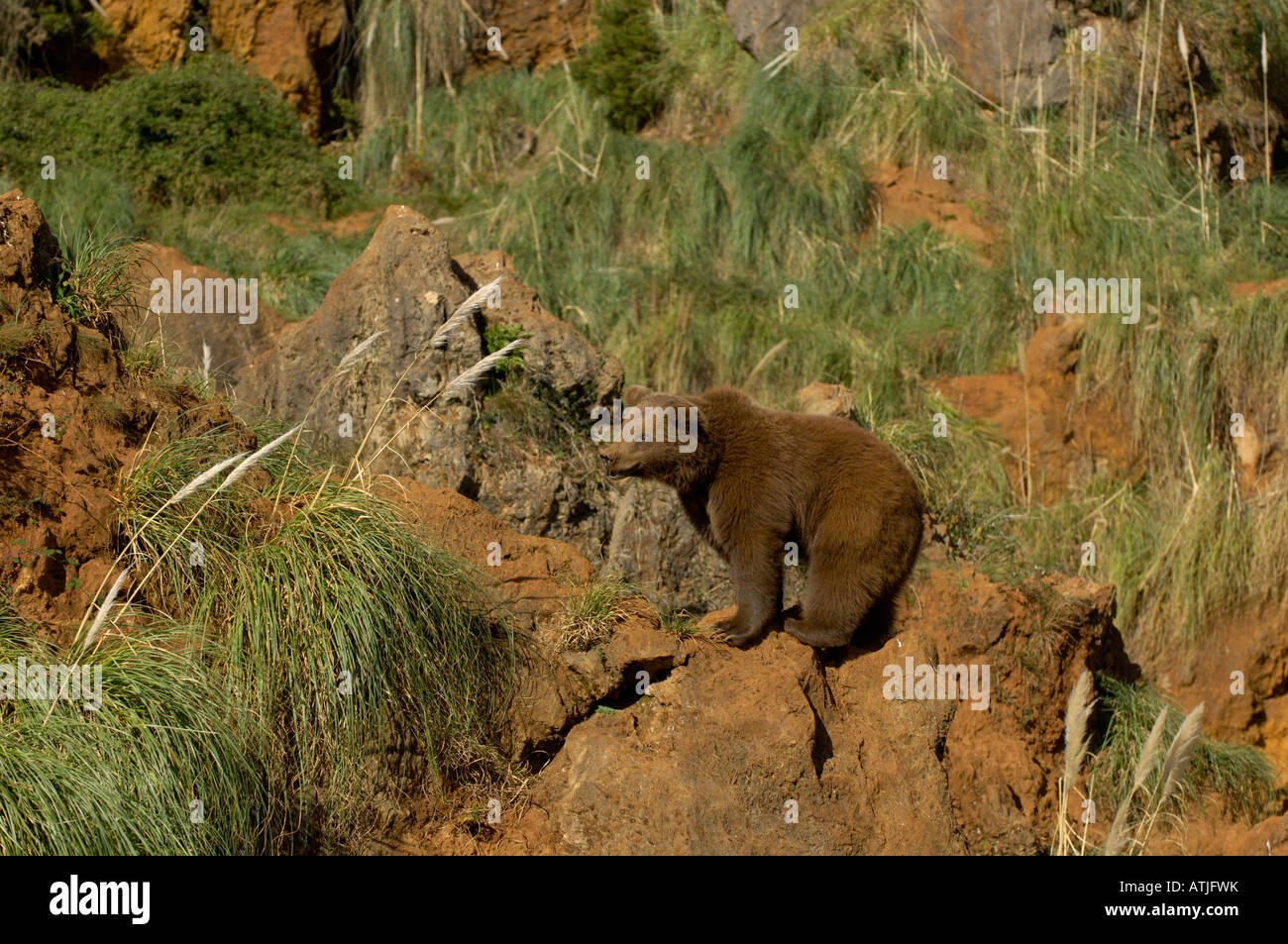 European Brown Bear Ursos arctos Cantabrica, Spanish race, Photographed ...