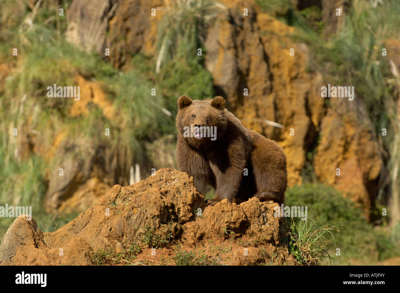 European Brown Bear Ursos arctos Cantabrica, Spanish race, Photographed ...
