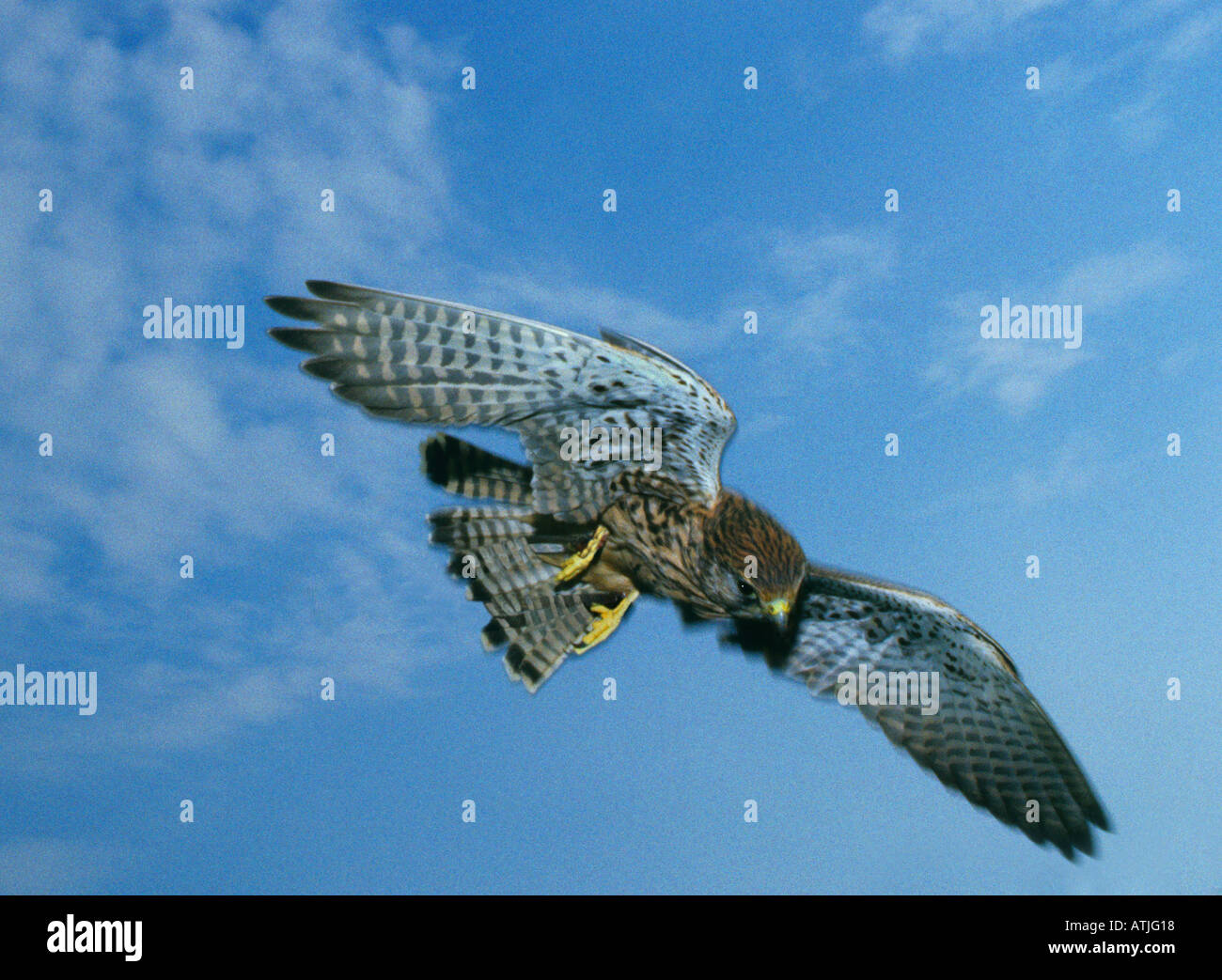 Preparing for hunting hi-res stock photography and images - Alamy