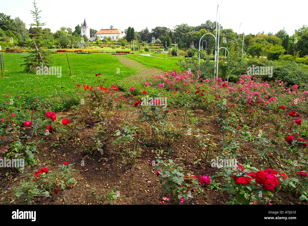 Red roses at rosarium, Arboretum Mlynany, Slovakia Stock Photo - Alamy