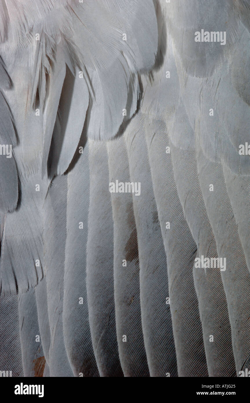 Inner Wing Detail Of A Collard Dove Stock Photo - Alamy