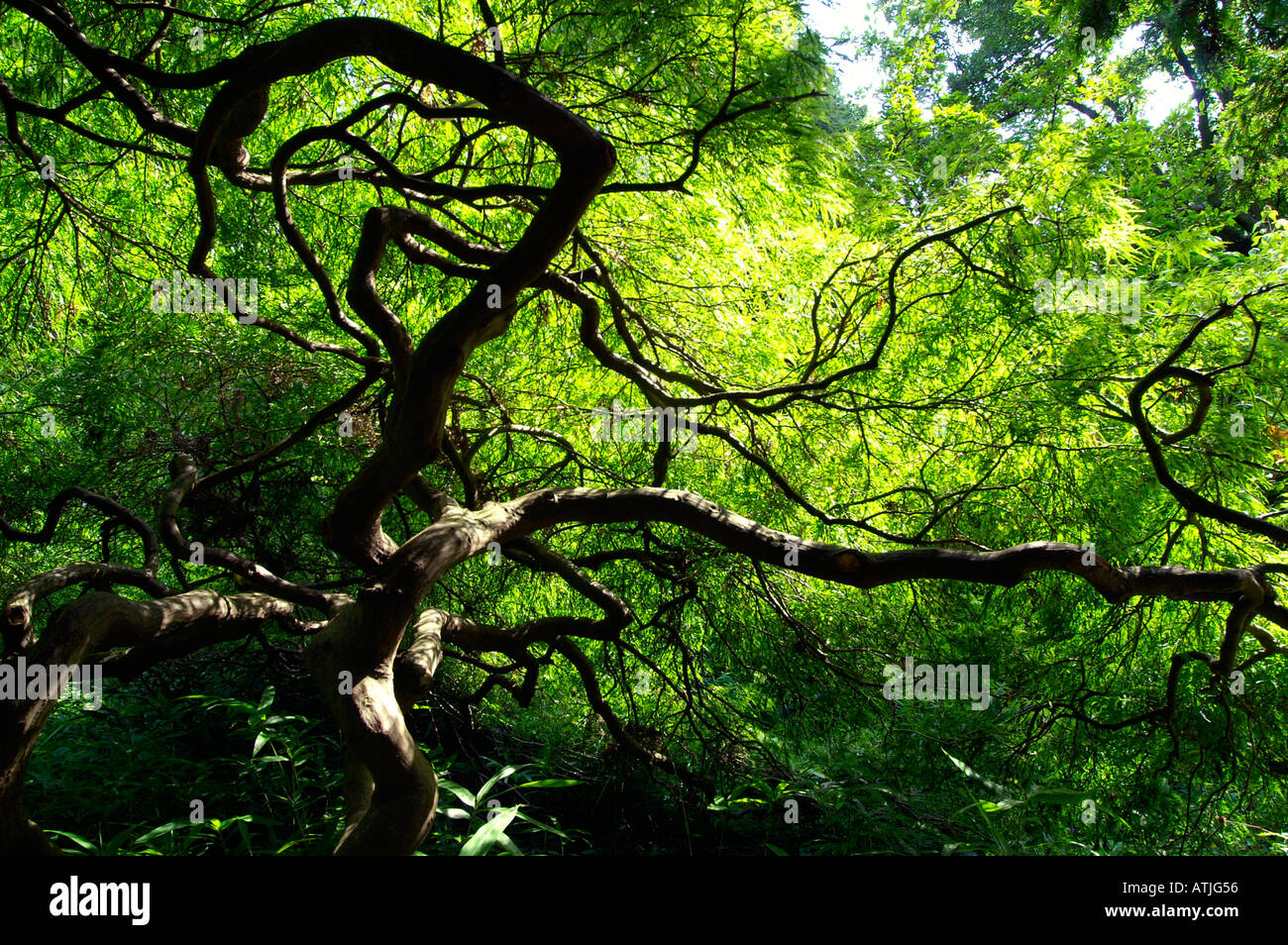 Curved bonsai tree hi-res stock photography and images - Alamy