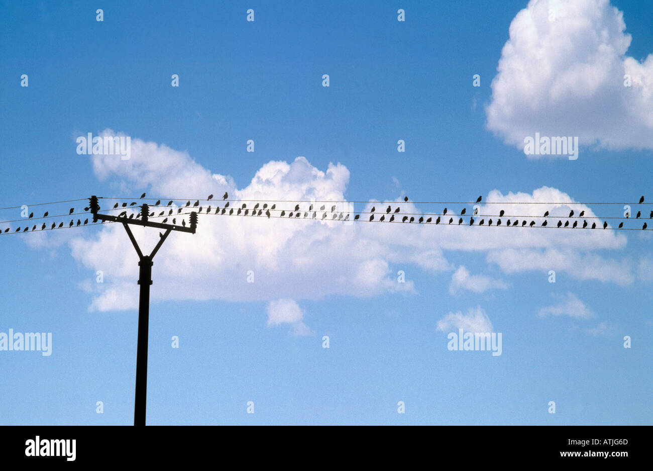 BIRDS SITTING ON POWERLINES Stock Photo - Alamy
