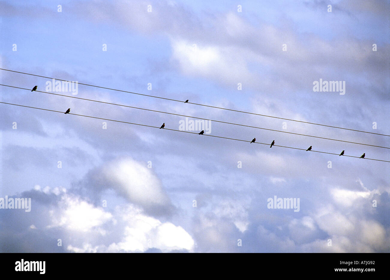 BIRDS ON POWER LINES Stock Photo - Alamy