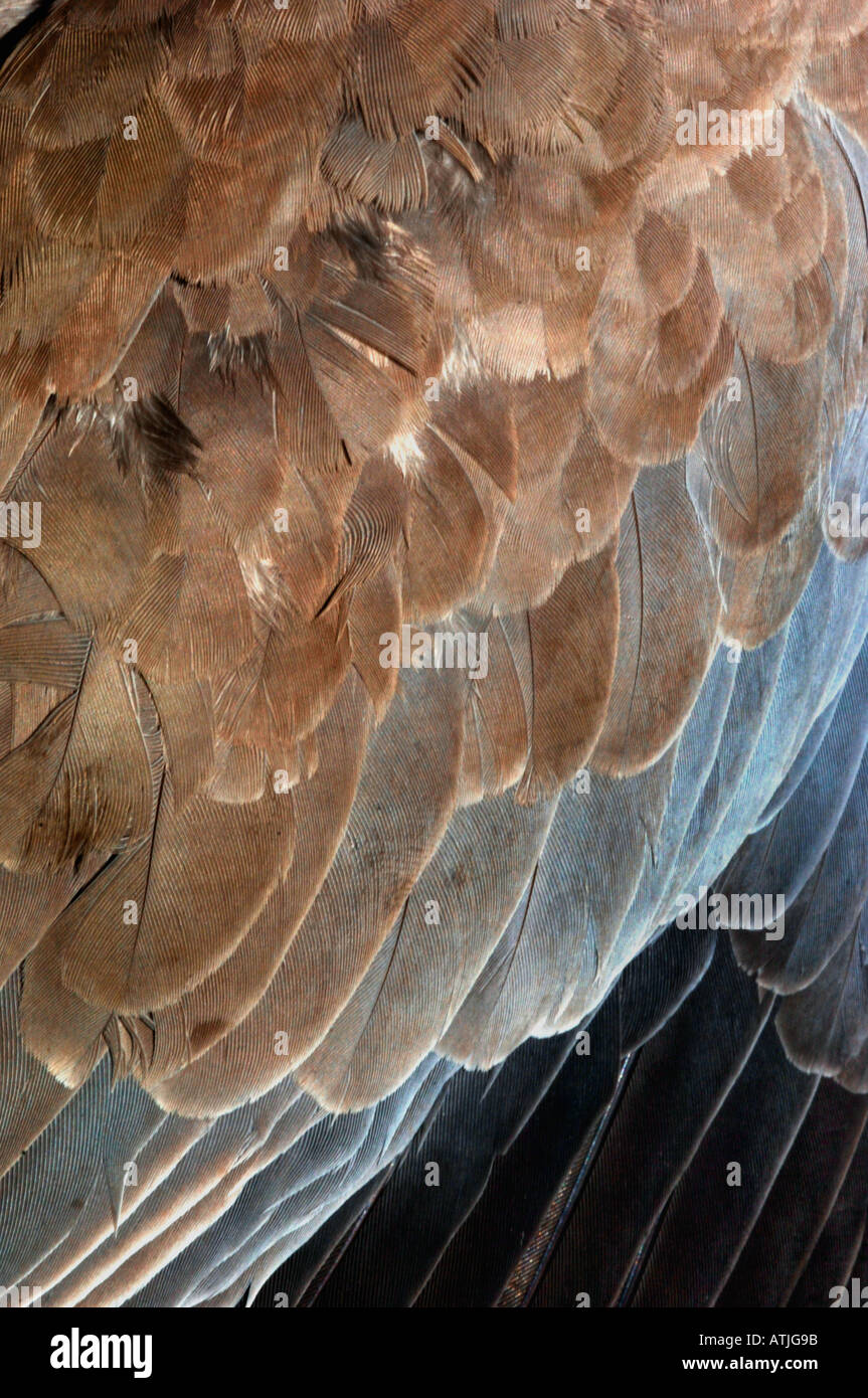 Close Detail,Showing The Wing Structure Of A Collard Dove Stock Photo ...