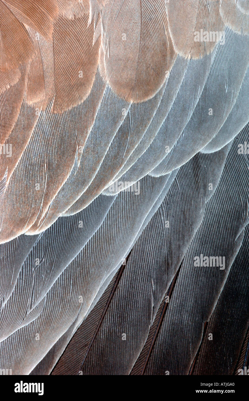 Close Detail Of The Wing Structure Of A Collard Dove Stock Photo - Alamy