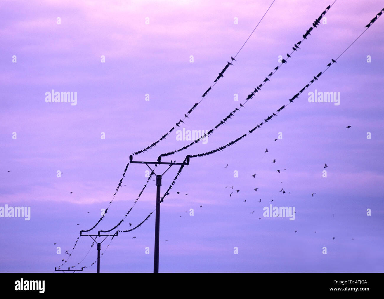 BIRDS ON POWER LINES Stock Photo - Alamy