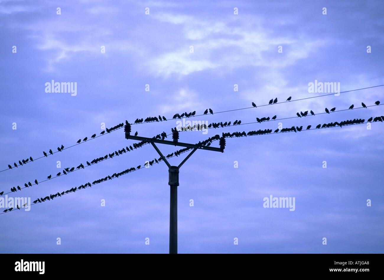 BIRDS ON POWER LINES Stock Photo - Alamy